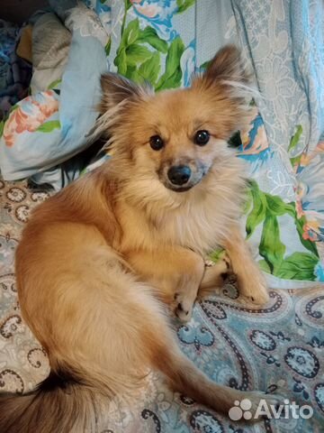 Немецкий шпиц мальчик