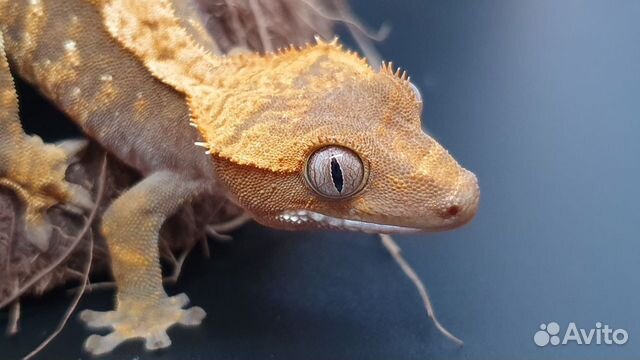 Бананоед самка