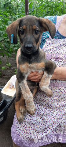 Щенки ищут дом