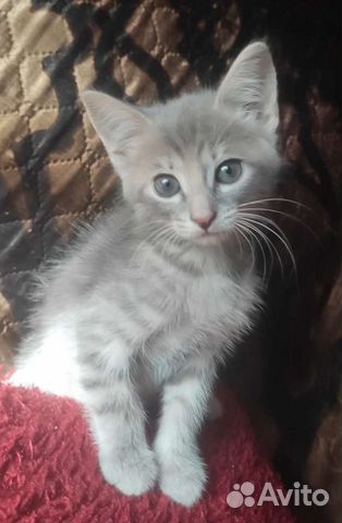 Озорная Милота, 2 мес., в дар
