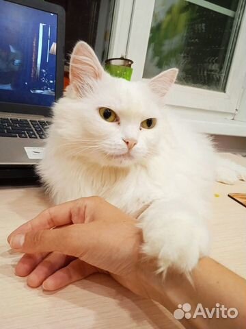 Белая кошка Снежинка