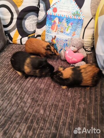 Морские свинки