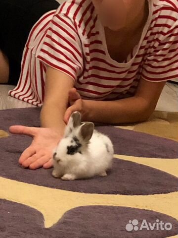 Декоротивный кролик