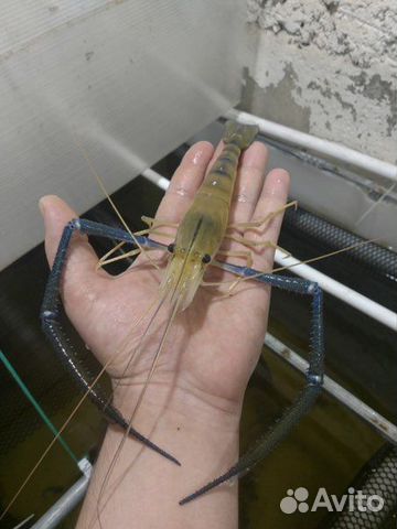 Креветка розенберга опт, розница