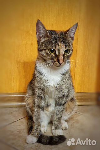 Молоденькая кошка в хорошие руки