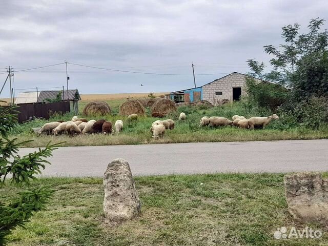 Овцы бараны