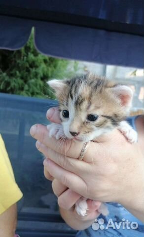 Котята в добрые руки,полтора месяца