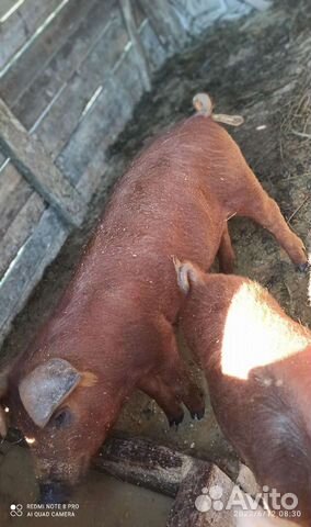 Свинка Дюрок