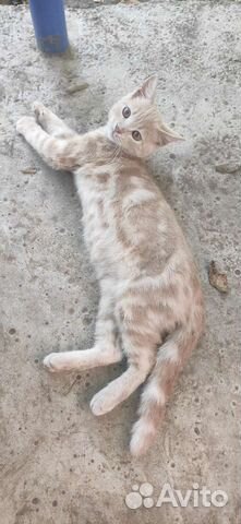 Котенок