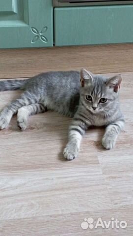 Котенок в добрые руки с приданым
