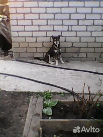 Собака