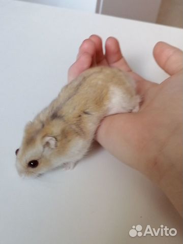 Джунгарский хомяк