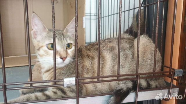 Кошка подросток метис бенгальской в дар