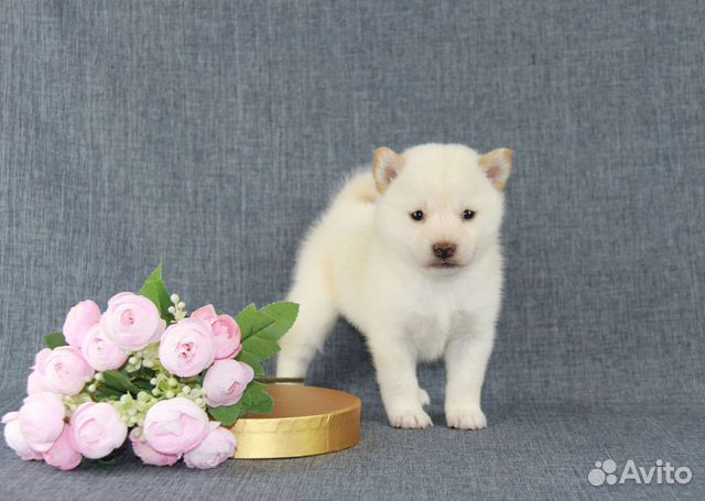 Сиба шиба ину, кремовая девочка