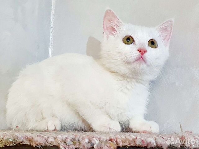 Чисто белая котеночка-девочка. Бояка