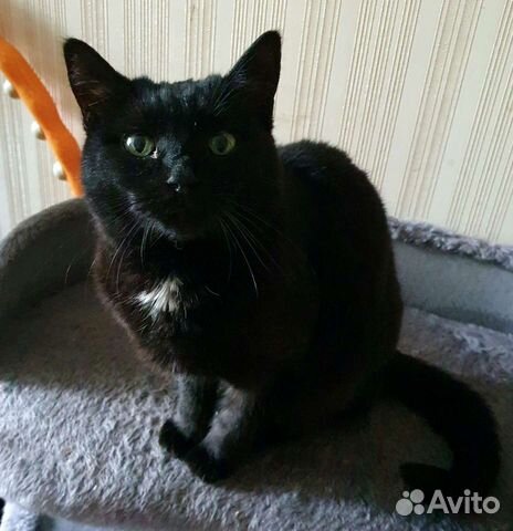 Кошка Даша с тяжелой судьбой