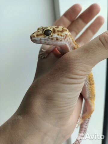 Геккон эублефар самка TTA carrot tail het blizzard