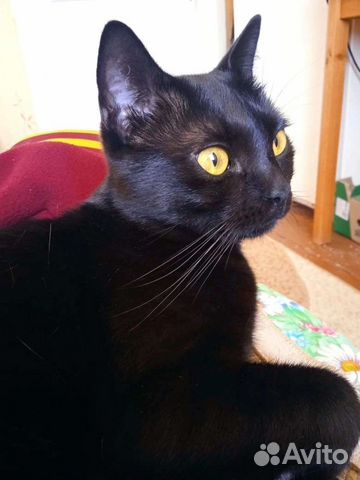 Котик в добрые руки