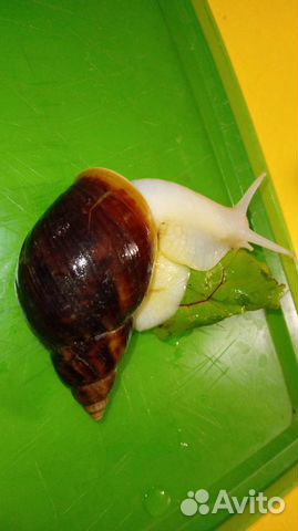 Улитки ахатины