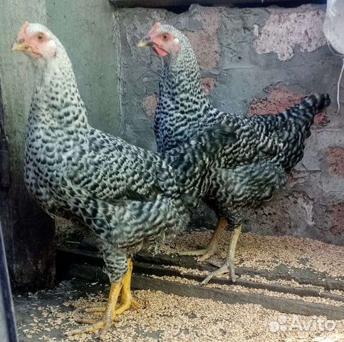 Куры молодки