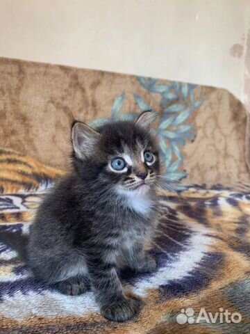 Котята в добрые руки мальчики