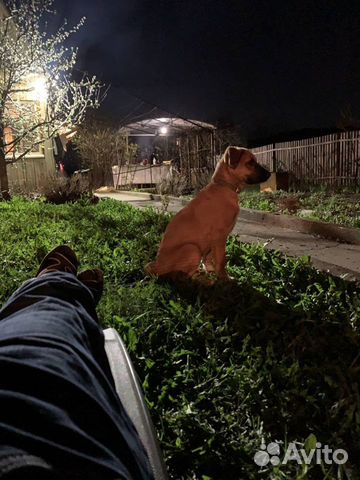 Щенок в добрые руки бесплатно помесь стафа