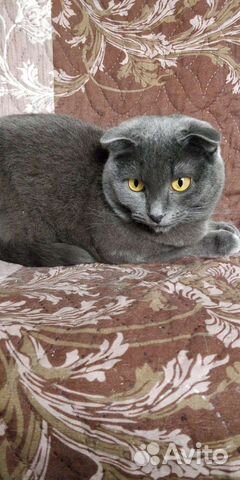 Кошечка Аляска ищет дом