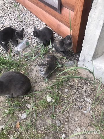 Котята в добрые руки бесплатно