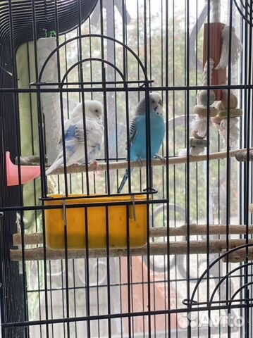 Волнистый попугай с клеткой