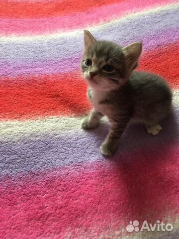 Котята в добрые руки бесплатно