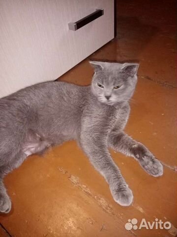 Просто красивые котята
