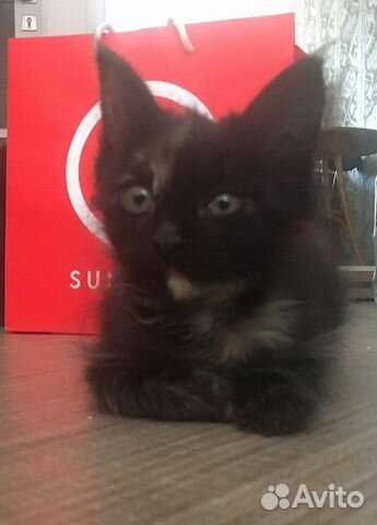 Котята - рыжый котёнок мальчик