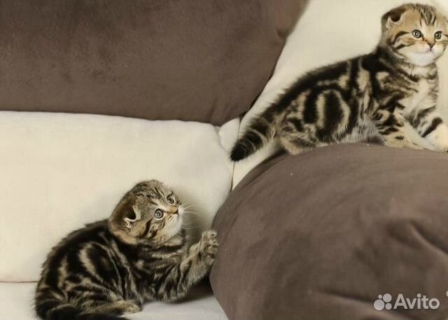Вислоухий мраморный котик Шон