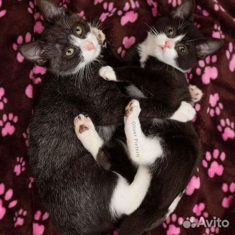 Котята Масик и Мусик хотят домой