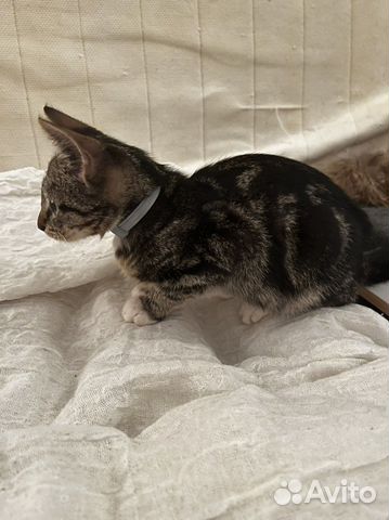 Котёнок Оззи в добрые руки