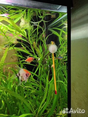 Растентя для аквариума