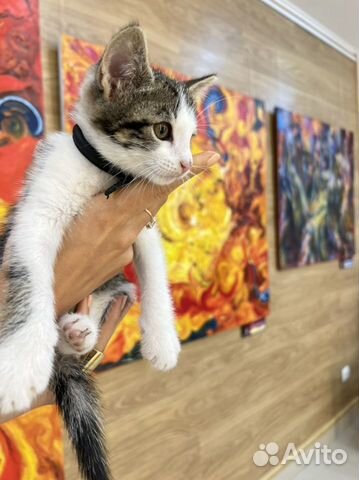 Красавцы котята