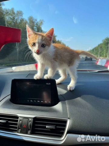 Маленький котенок Сырок в дар 1,5 мес