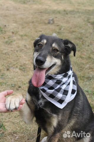 Собака в дом