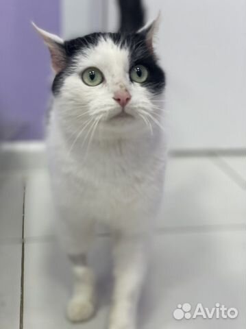 Ищем дом милой кошечке Мусе