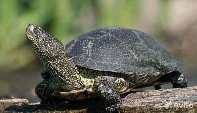 Болотная черепаха