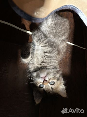 Милый голубоглазый котенок