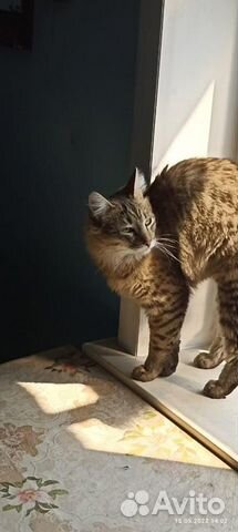 Котик (рысь)