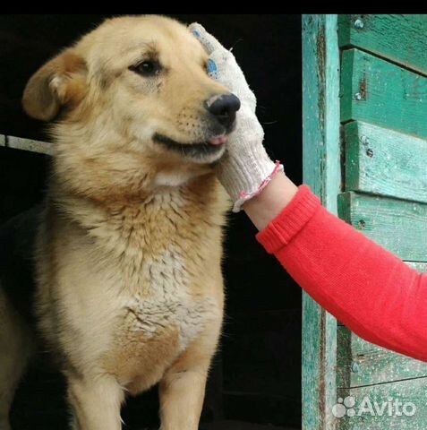 Собака Дружочек, кобель