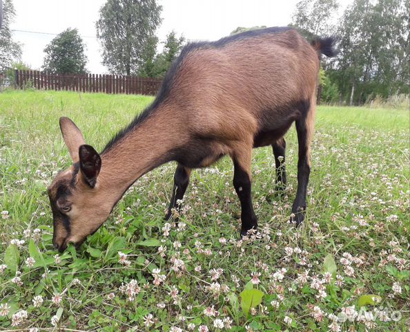 Чешские козочки