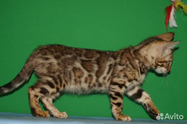 Бенгальские котята