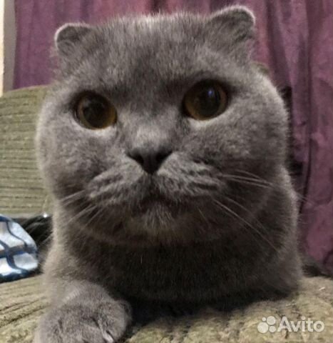 Британский кот. Найденыш
