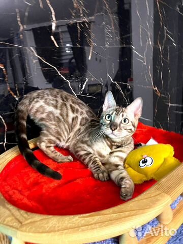 Снежный котик Минк Серебро с док-ми