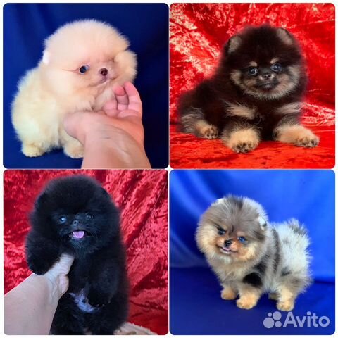 Щенки померанского шпица