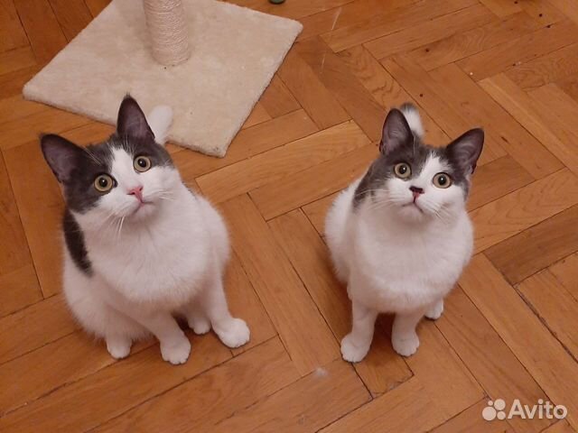Подростки кошка и кот в дар